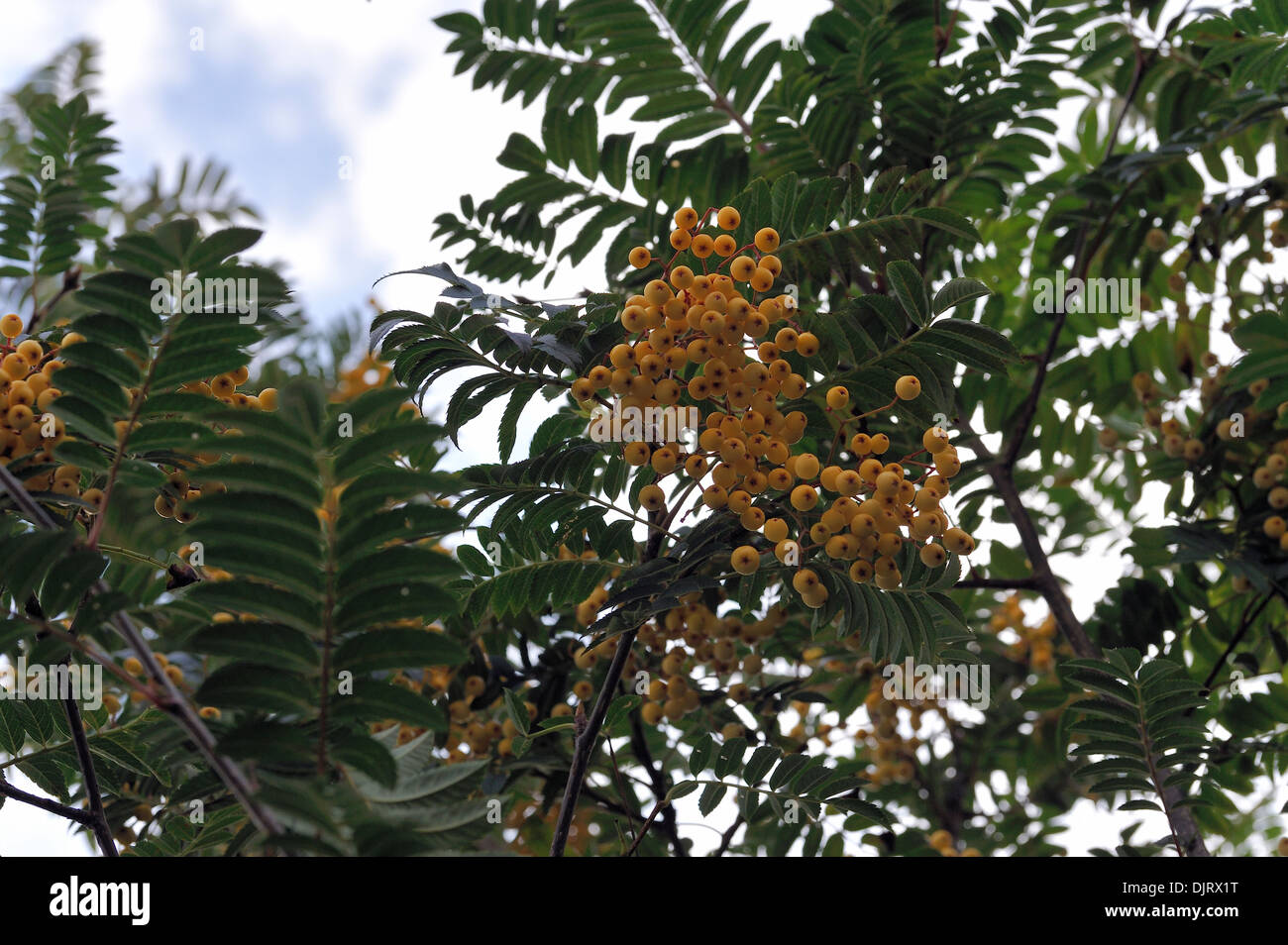 Golden ash tree hi-res stock photography and images - Alamy