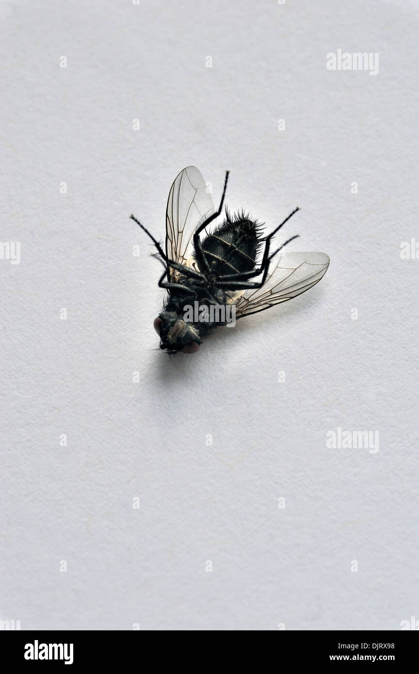 Dead body legs interior hi-res stock photography and images - Alamy