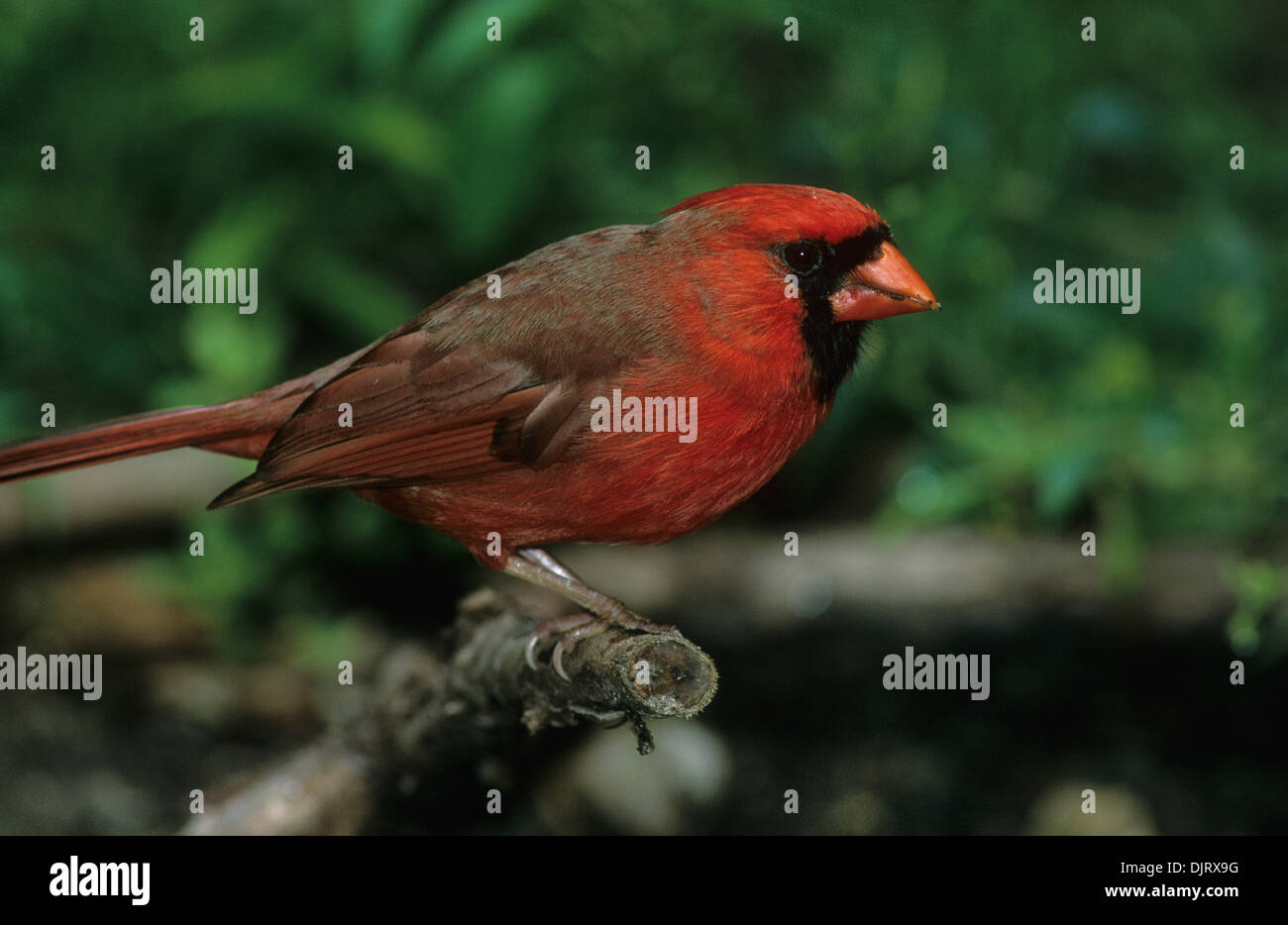 NORTHERN CARDINAL (Cardinalis cardinalis) adult male Louis Smith Woods ...
