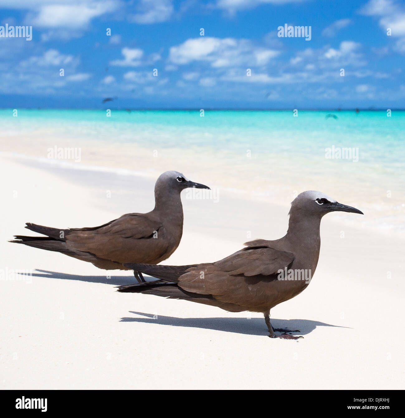 Common Noddies (Anous stolidus) on a beach at Michaelmas Cay, Great ...
