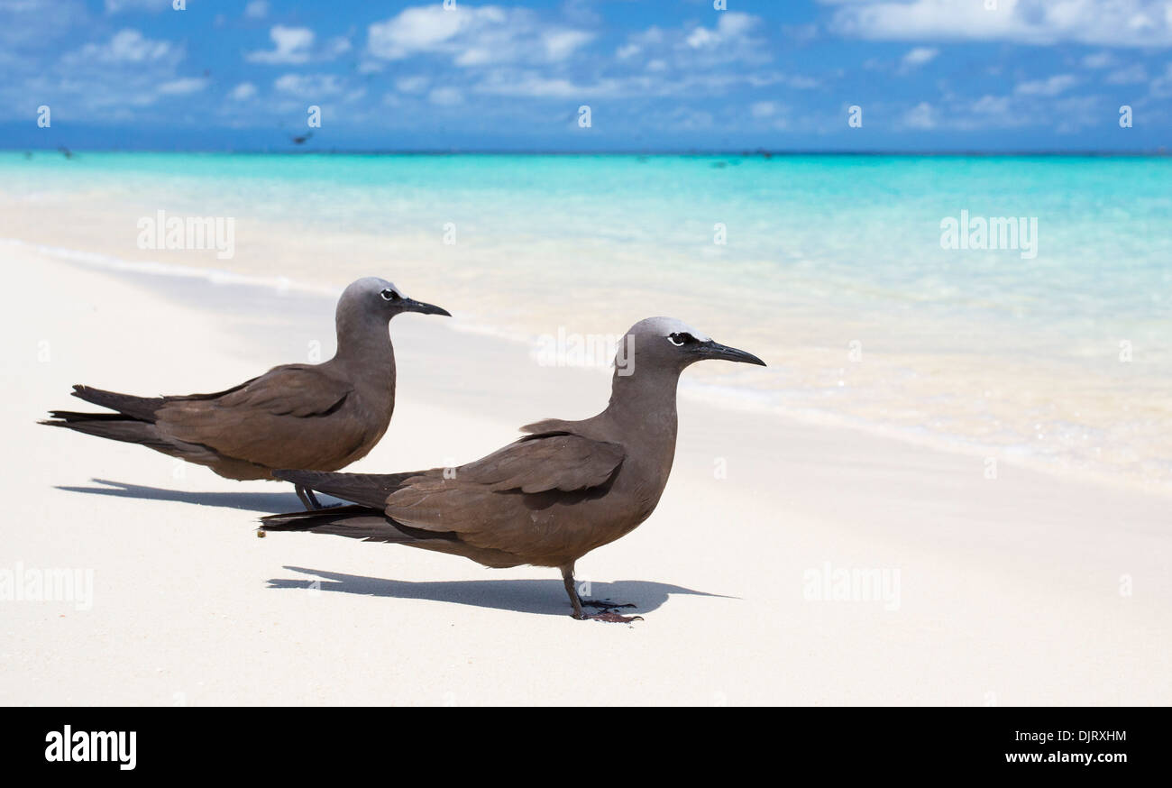Common Noddies (Anous stolidus) on a beach at Michaelmas Cay, Great ...