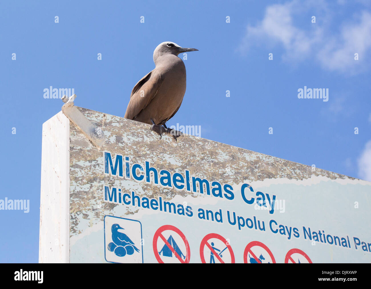 Common brown noddy High Resolution Stock Photography and Images - Alamy