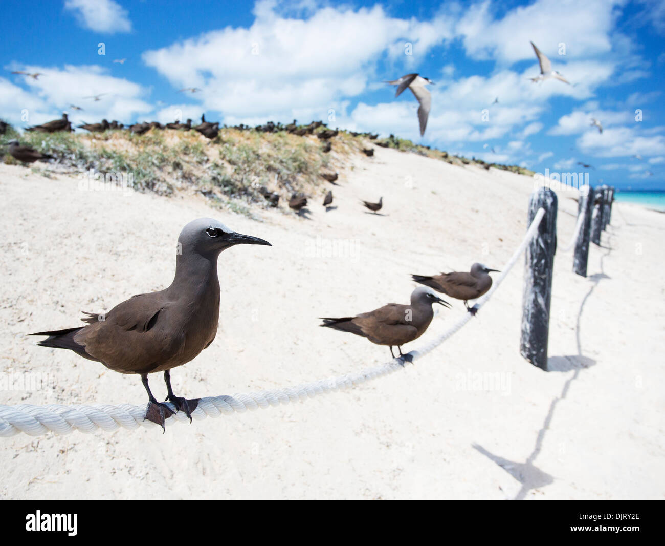 Common Noddies (Anous stolidus) sitting on a rope fence on a beach at ...