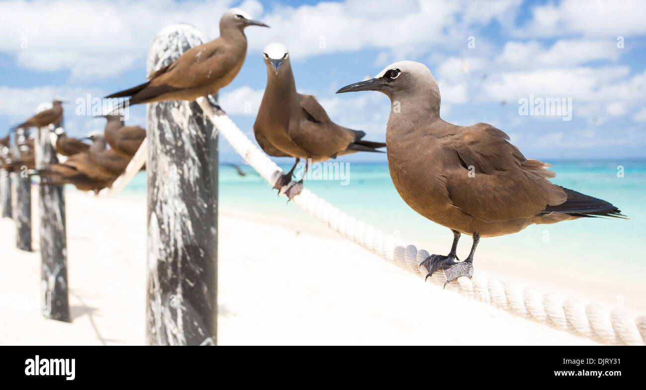 Common Noddies (Anous stolidus) sitting on a rope fence on a beach at ...