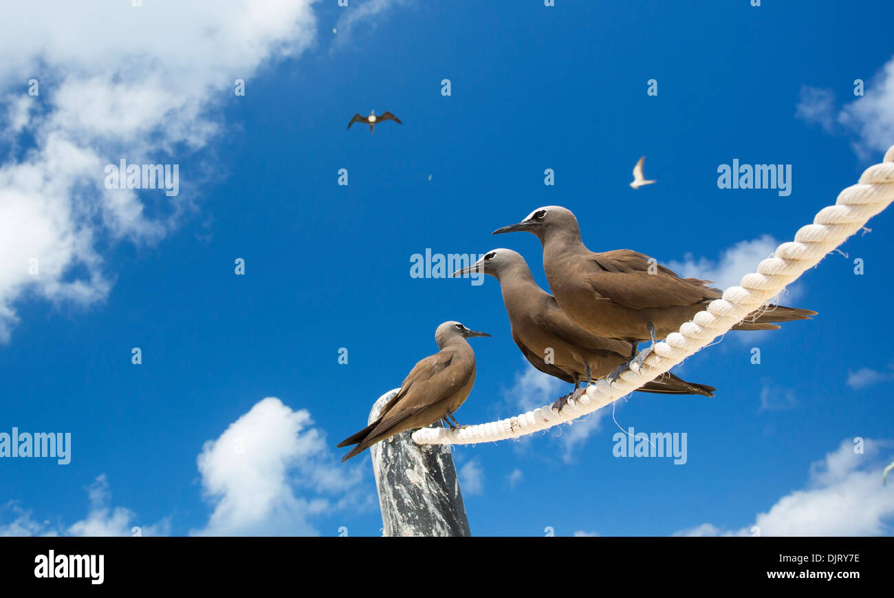 Common Noddies (Anous stolidus) sitting on a rope fence on a beach at ...