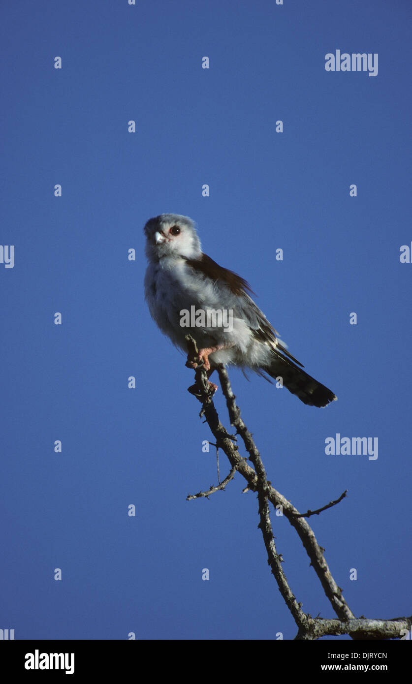 AFRICAN PYGMY FALCON (Polihierax semitorquatus) adult female Samburu ...