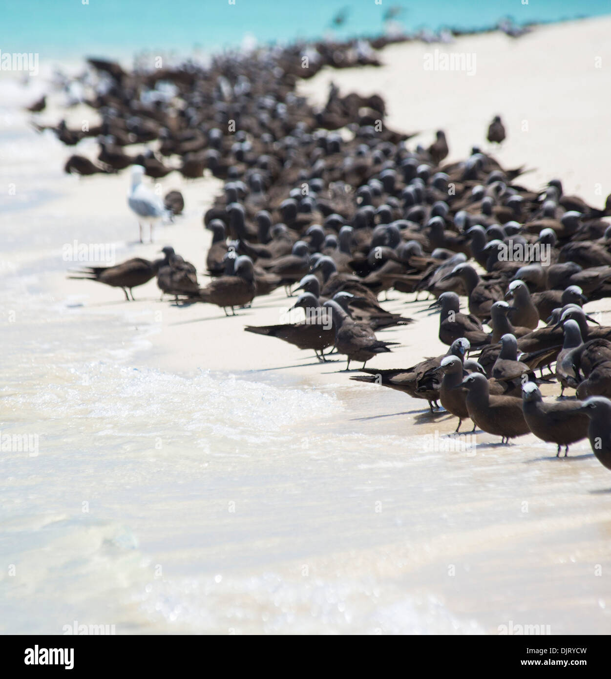 Flock of Common Noddies (Anous stolidus) on a beach at Michaelmas Cay ...