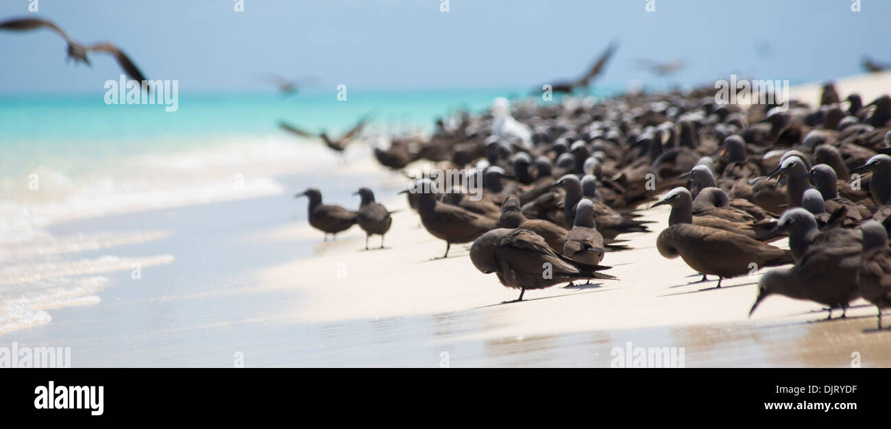 Flock of Common Noddies (Anous stolidus) on a beach at Michaelmas Cay ...