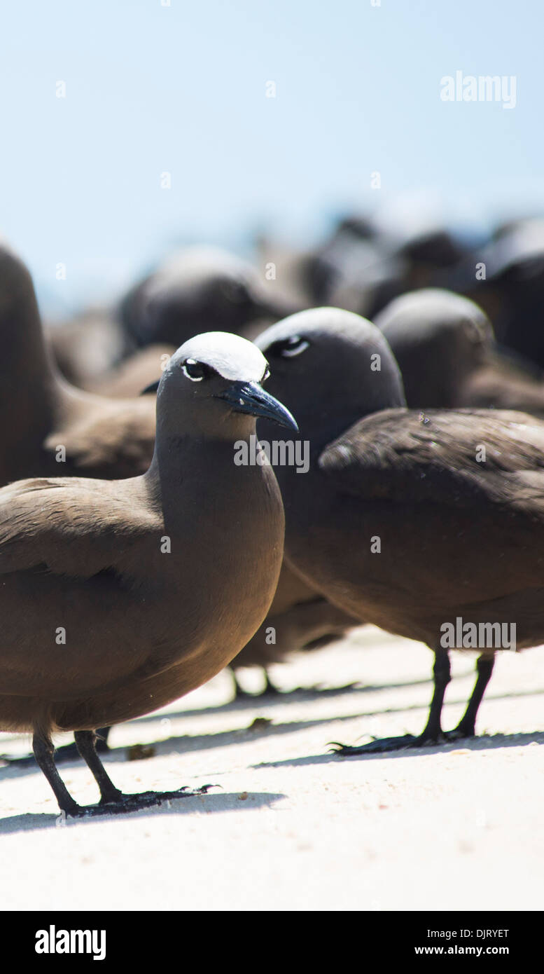 Flock of Common Noddies (Anous stolidus) on a beach at Michaelmas Cay ...
