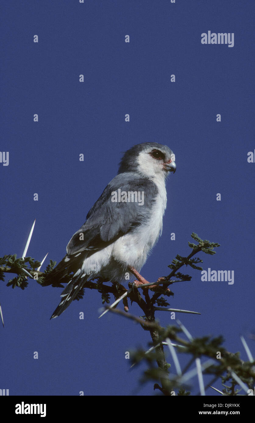 AFRICAN PYGMY FALCON (Polihierax semitorquatus) adult male Samburu Game ...