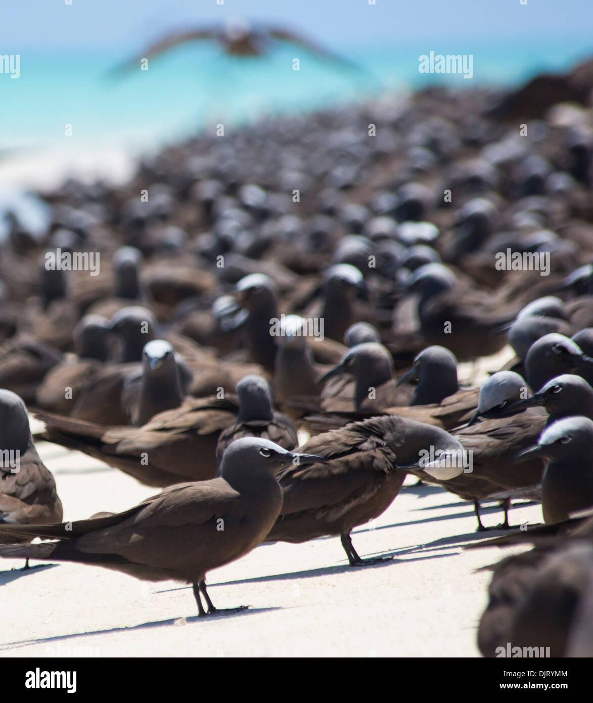 Flock of Common Noddies (Anous stolidus) on a beach at Michaelmas Cay ...