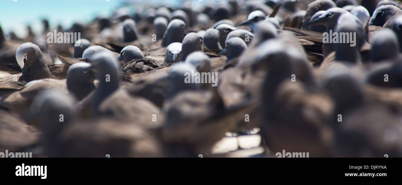 Noddies great barrier reef hi-res stock photography and images - Alamy