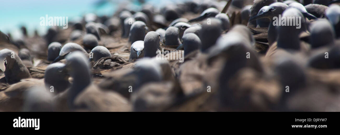 Noddies great barrier reef hi-res stock photography and images - Alamy