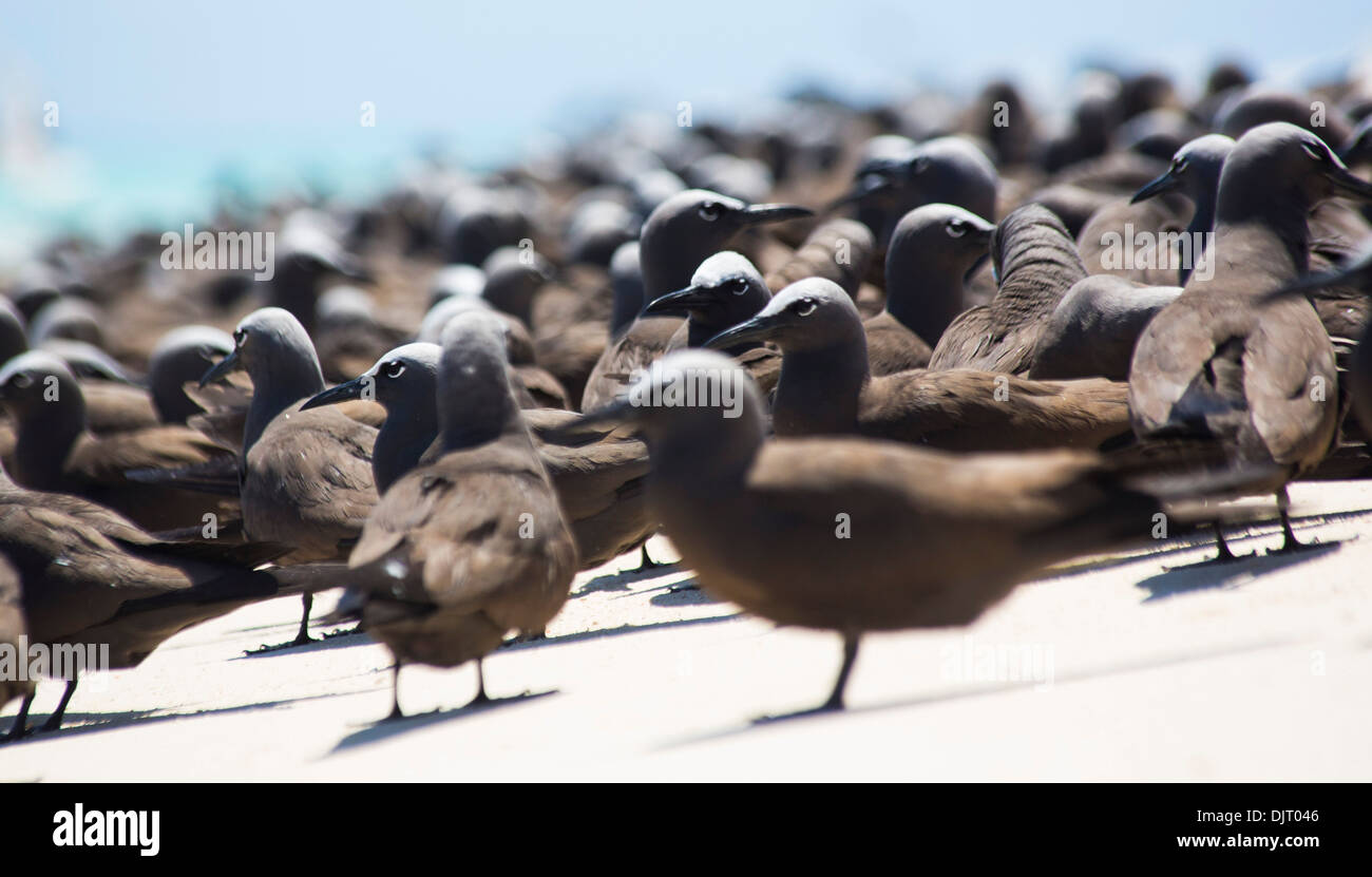 Flock of Common Noddies (Anous stolidus) on a beach at Michaelmas Cay ...