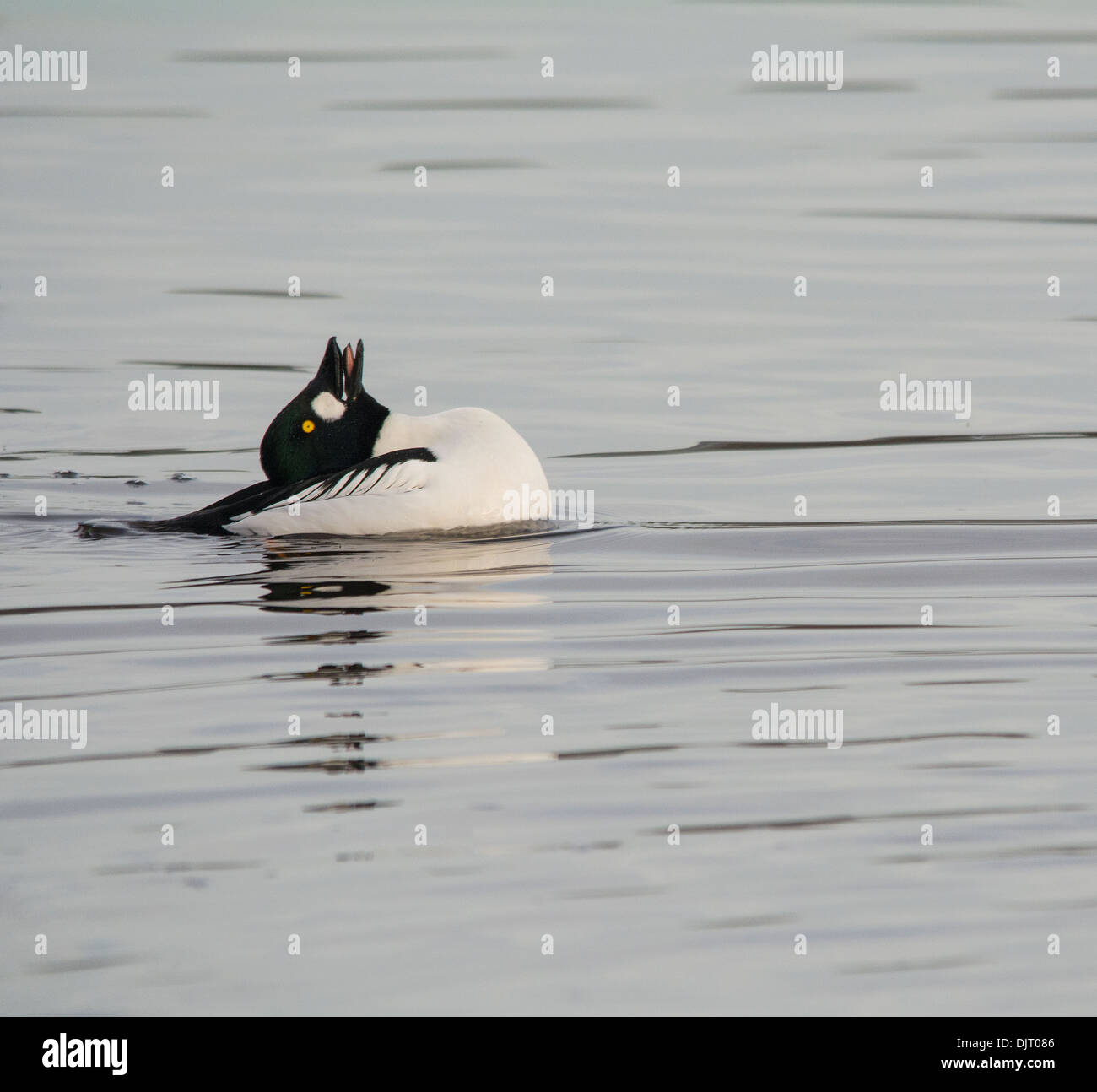 Goldeneye bird hi-res stock photography and images - Alamy