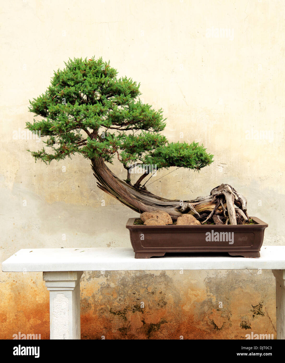 China tree bonsai hi-res stock photography and images - Alamy