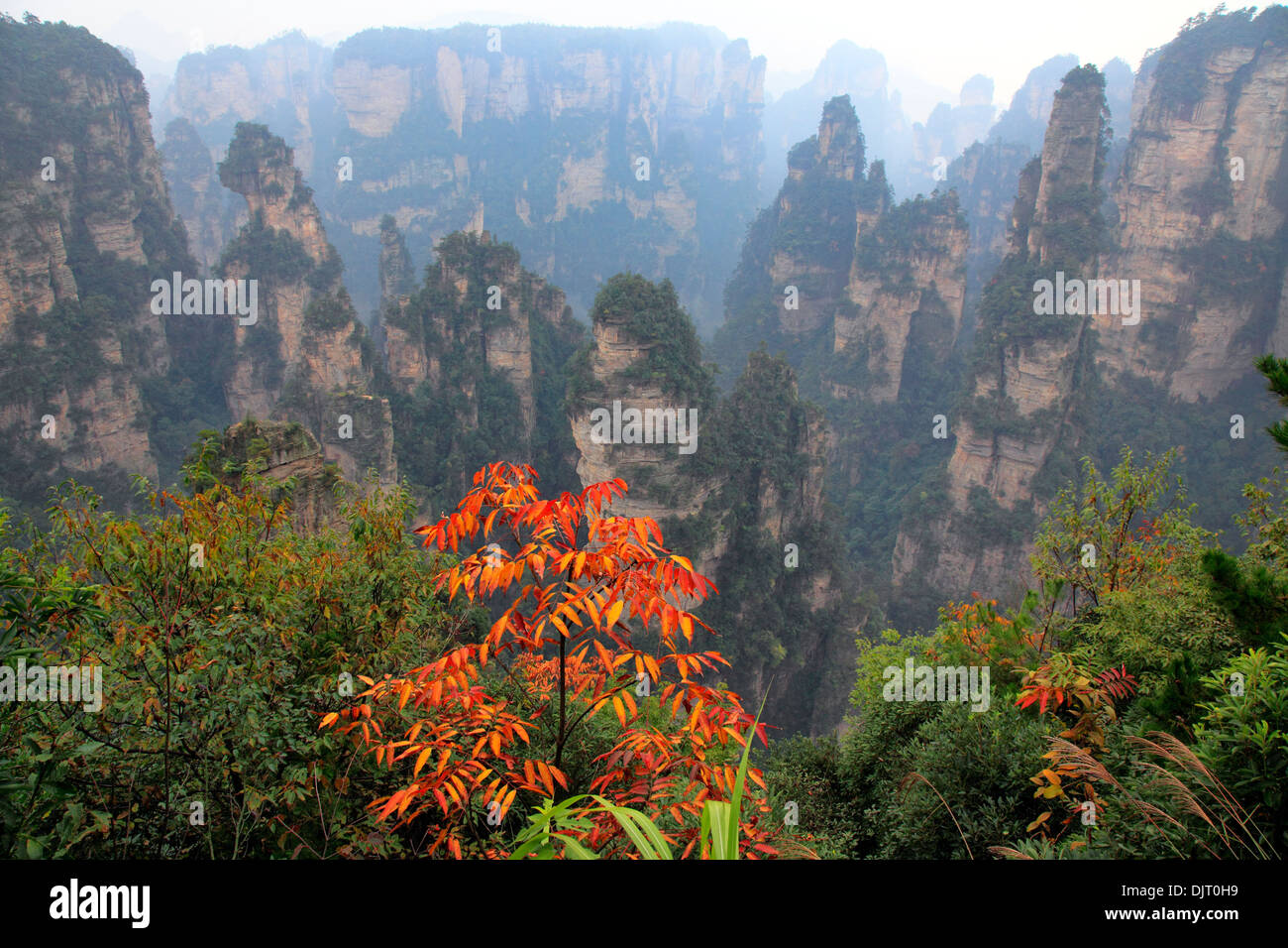 Zhangjiajie National Forest Park, Hunan, China Stock Photo - Alamy