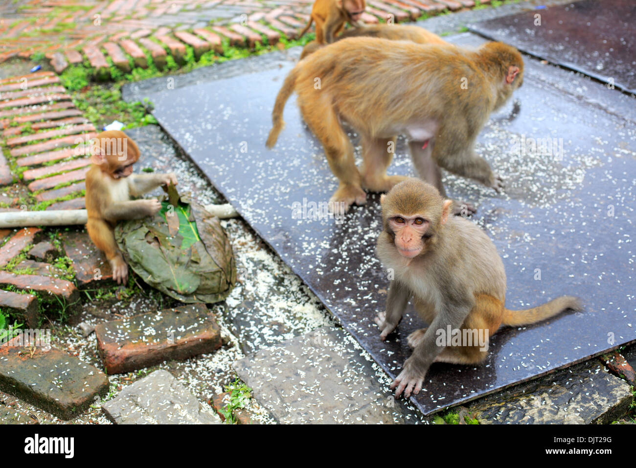 Monkeys, Pashupatinath, Kathmandu, Nepal Stock Photo - Alamy