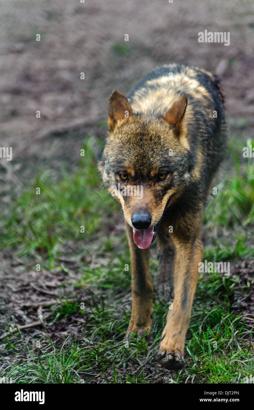 Red wolf endangered species in captivity Dartmoor zoo Devon Stock Photo ...