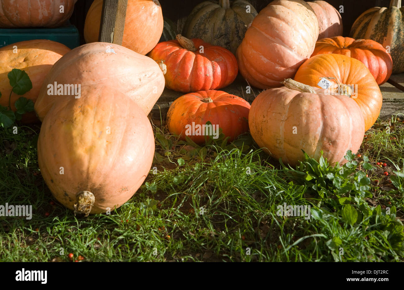 Large pumpkins hi-res stock photography and images - Alamy