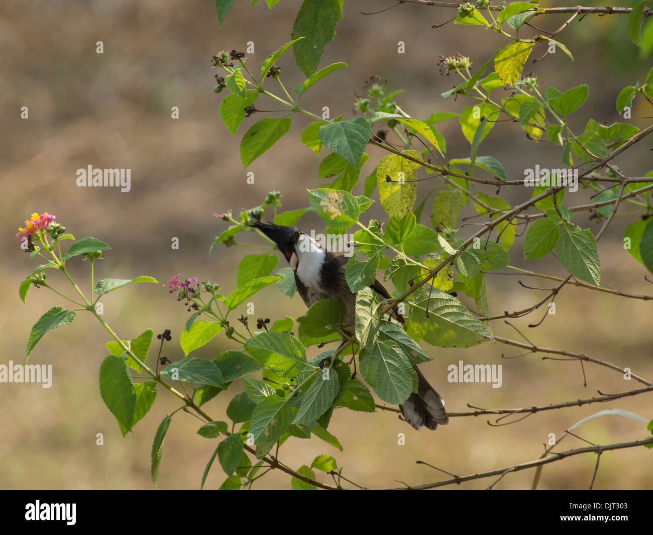 Red-whiskered Bulbul, Pycnonotus jocosus Stock Photo - Alamy