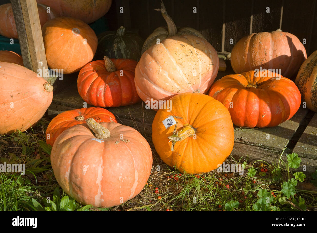 Large pumpkins hi-res stock photography and images - Alamy