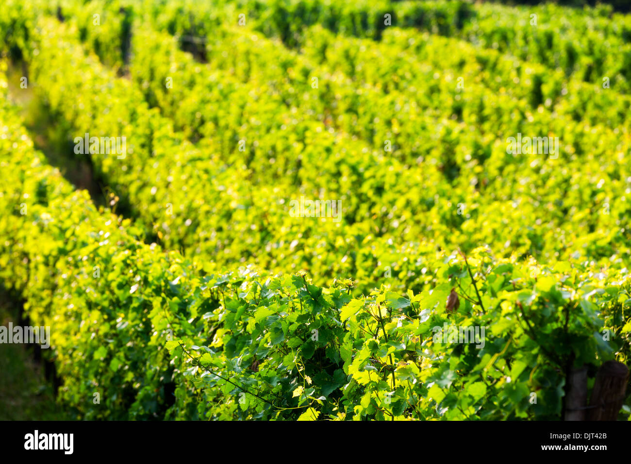 Vine terrace hi-res stock photography and images - Alamy