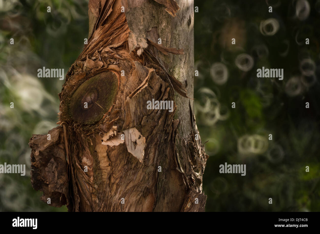 Paper-bark tree a cut off branch Stock Photo - Alamy