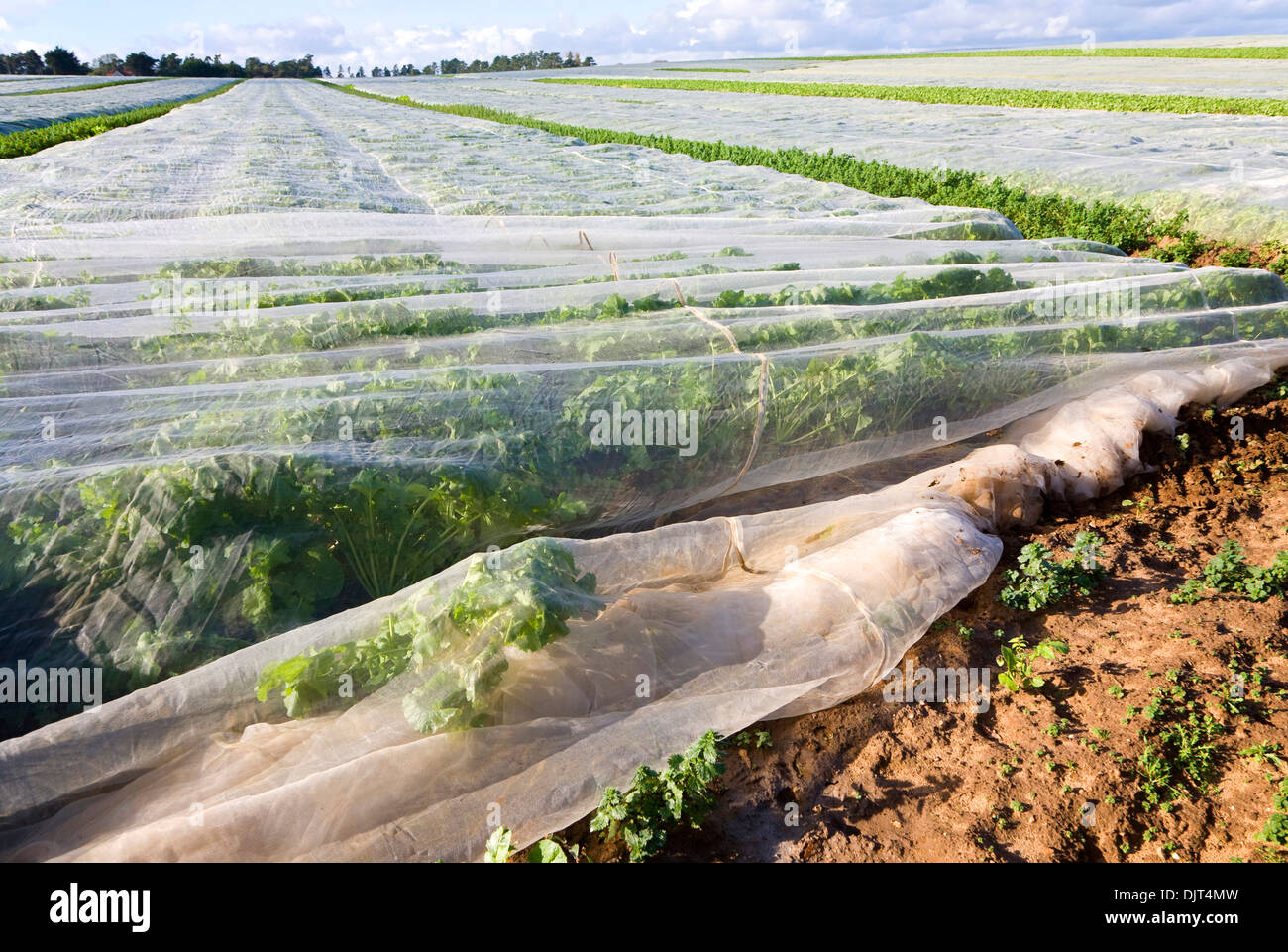 Protecting fleecing covering turnip crop in field Hollesley, Suffolk ...