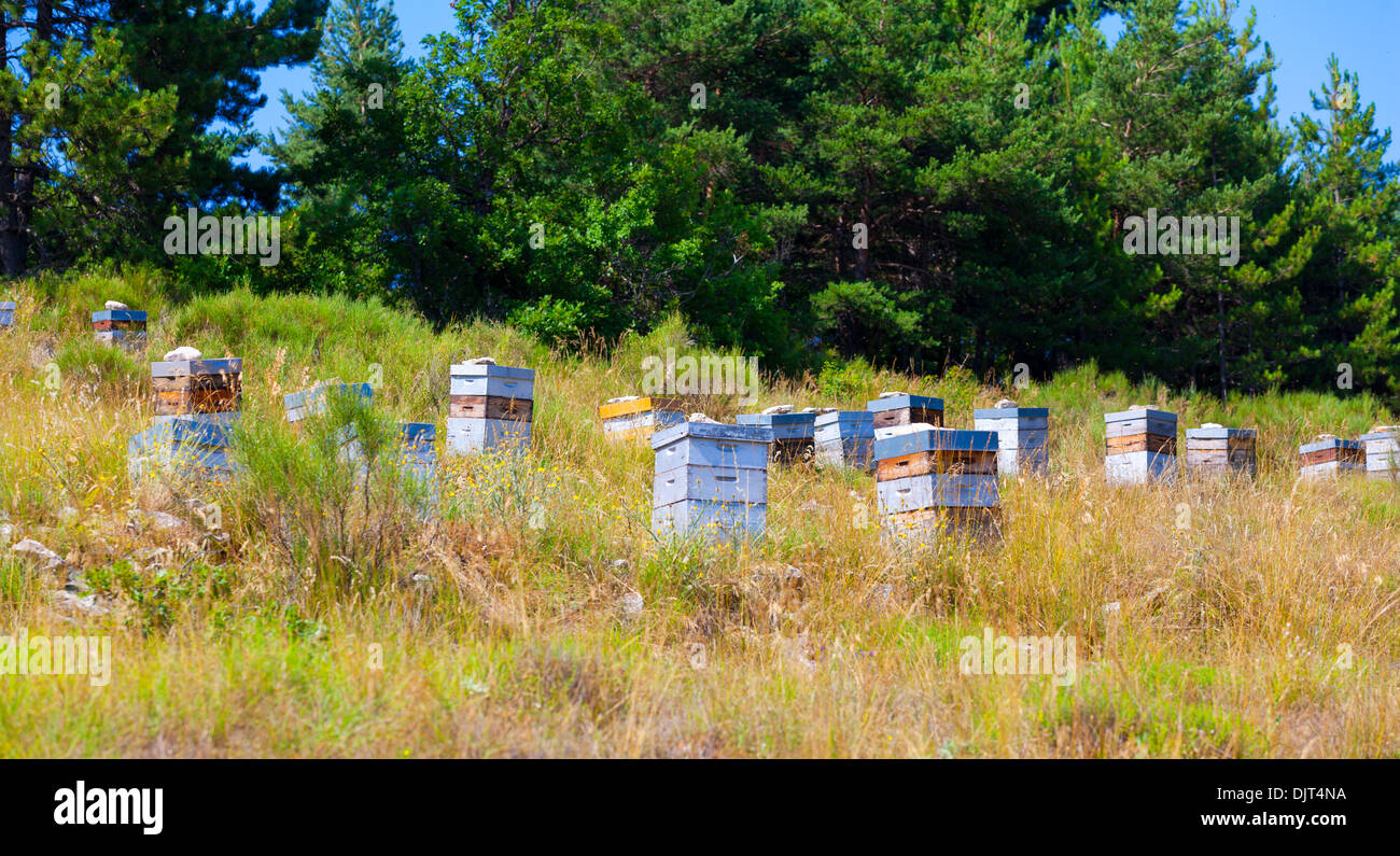 Beehive field hi-res stock photography and images - Alamy