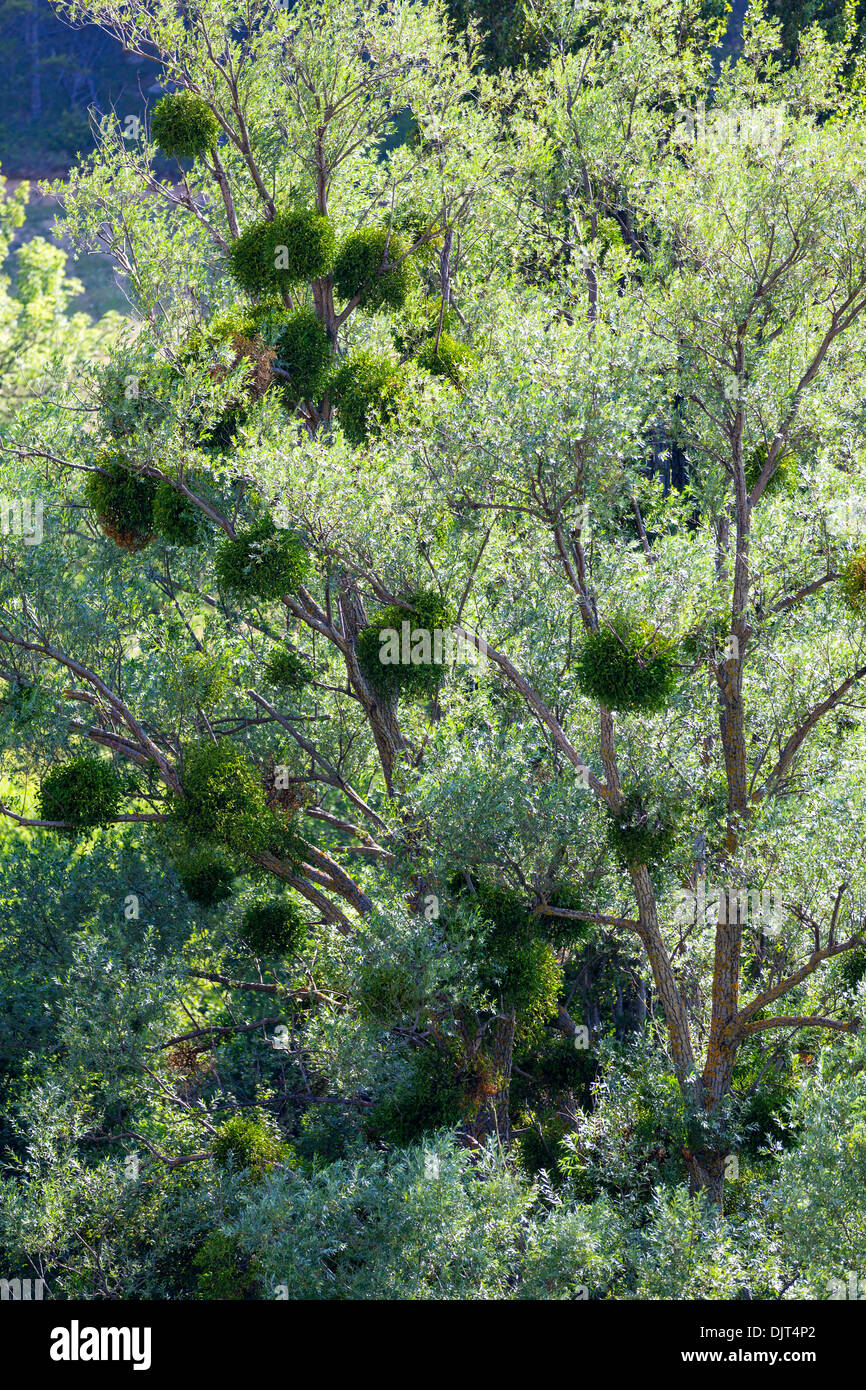 Mistletoe tree hi-res stock photography and images - Alamy