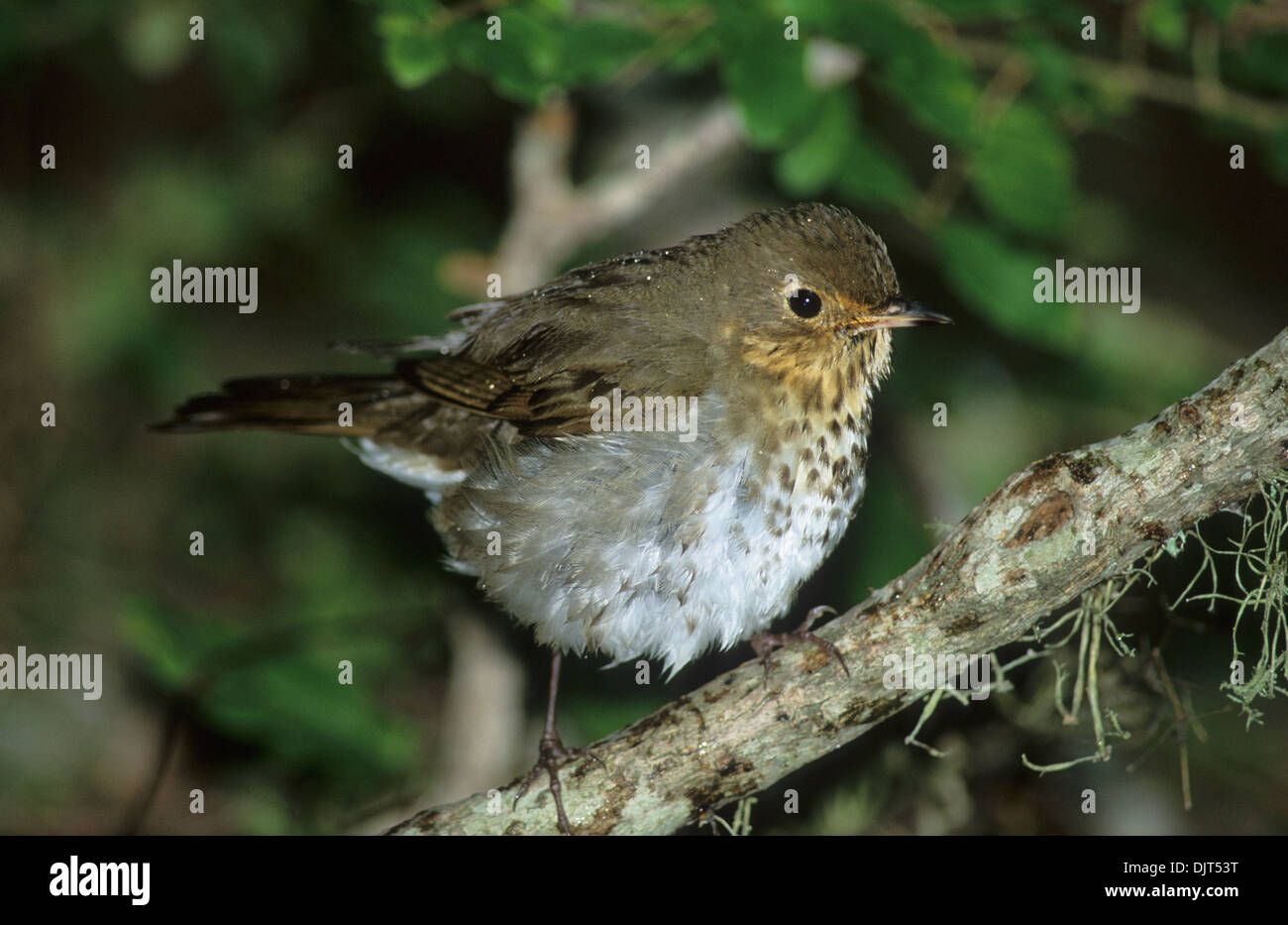 SWAINSON'S THRUSH (Catharus ustulatus) Louis Smith Woods Sanctuary High ...