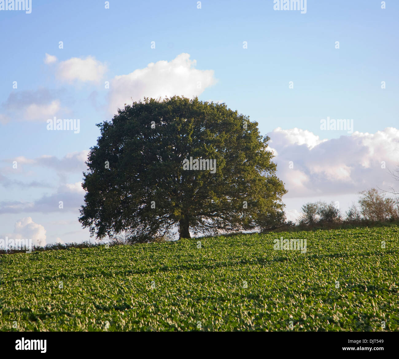 Small round oak tree standing alone in field at Sutton, Suffolk ...