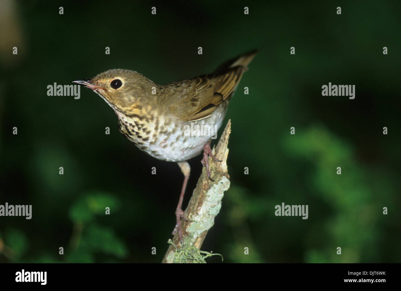 SWAINSON'S THRUSH (Catharus ustulatus) Louis Smith Woods Sanctuary High ...