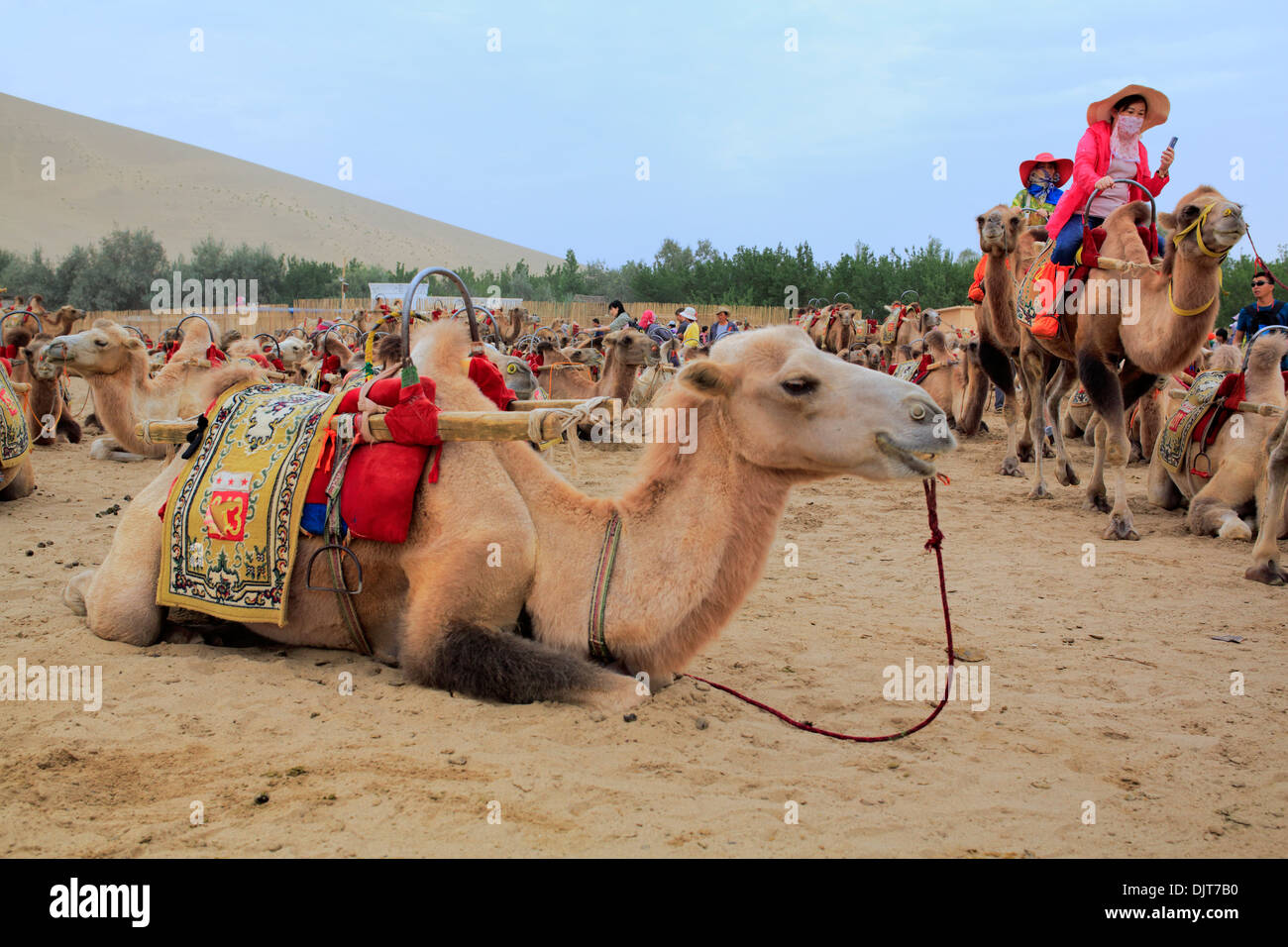 People riding camel hi-res stock photography and images - Alamy