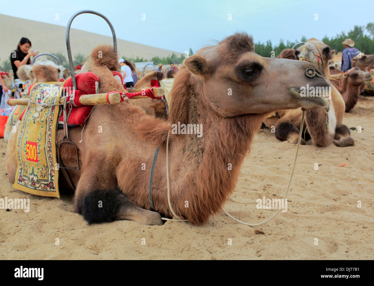 Camels riding near Crescent Lake, Dunhuang, Gansu province, China Stock ...