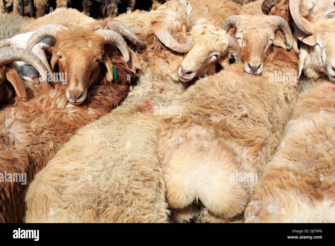 Uyghur china sheep hi-res stock photography and images - Alamy
