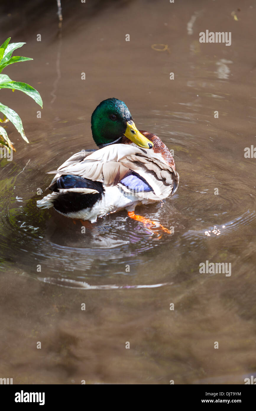 mallard duck preening itself in stream. Salisbury wilts UK Stock Photo ...