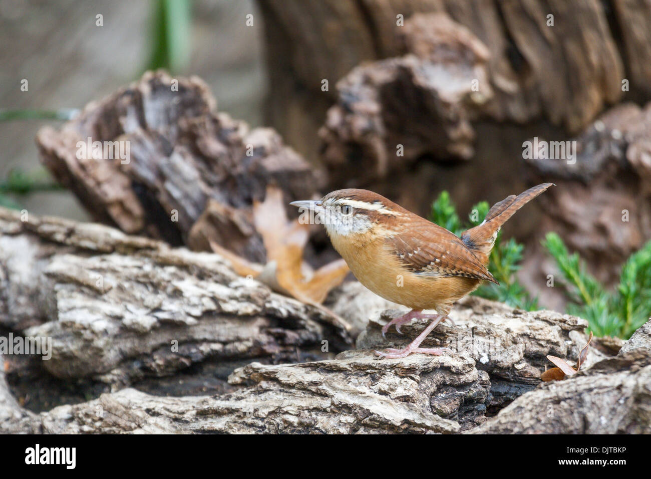 Carolina wren song bird hi-res stock photography and images - Alamy