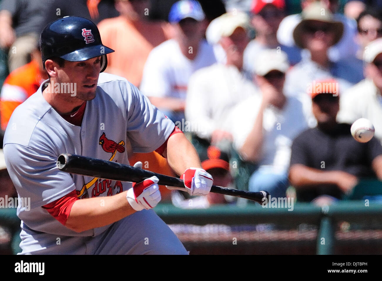 San Francisco, CA: Cardinals third baseman David Freese (23) bunts. The ...
