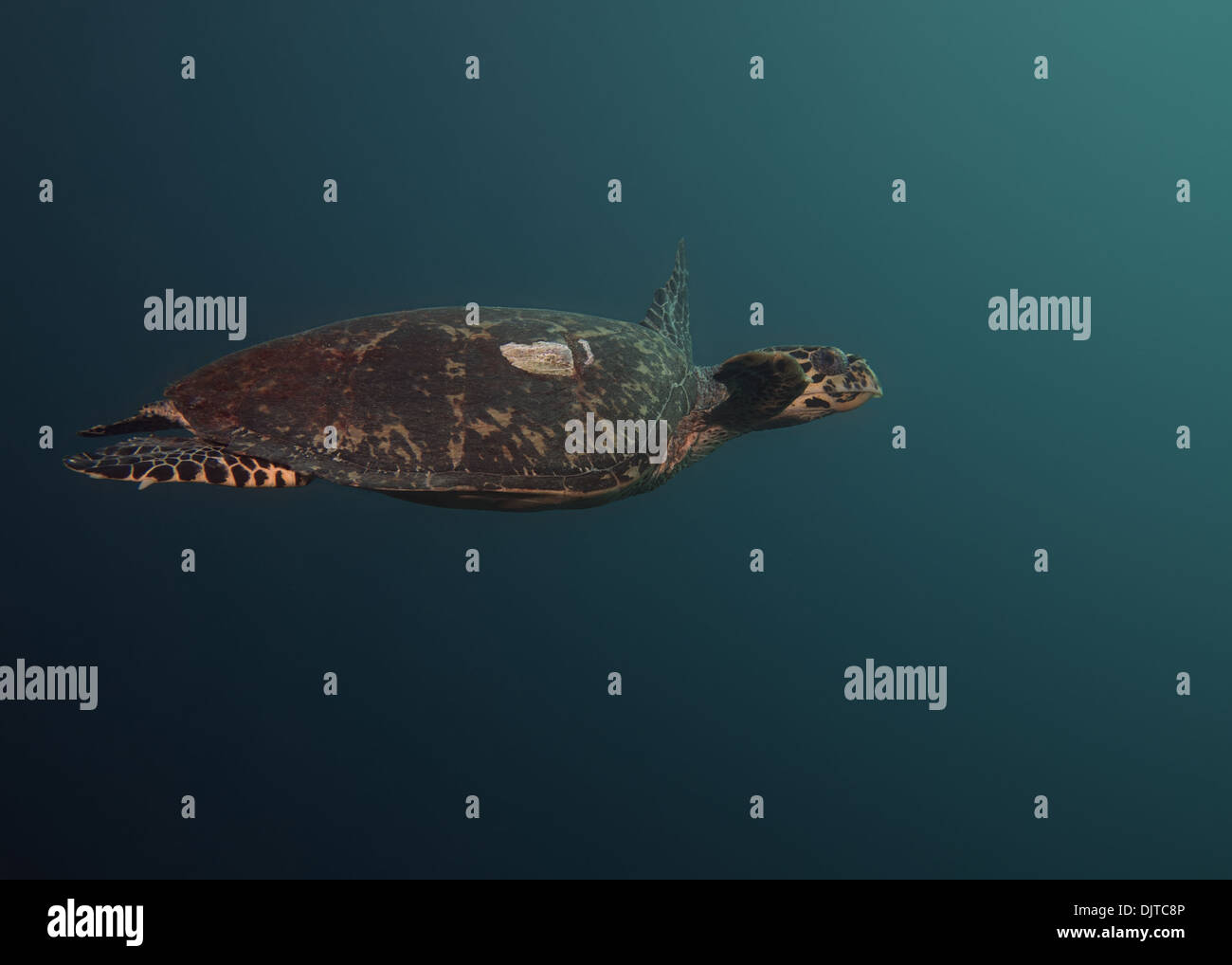 Free swimming Hawksbill Sea Turtle Stock Photo - Alamy