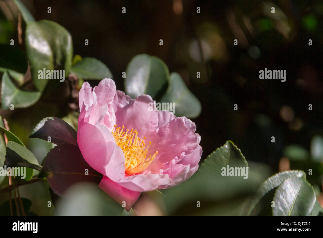 Camellia x hiemalis PINK GODDESS at Norfolk Botanical Gardens in ...