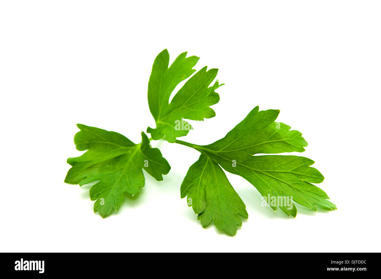 Isolated parsley leaf leaves hi-res stock photography and images - Alamy