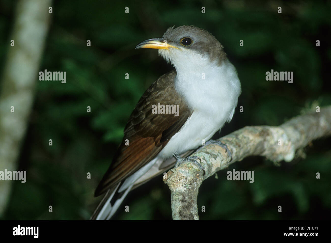 YELLOW-BILLED CUCKOO (Coccyzus americanus) Louis Smith Woods Sanctuary ...