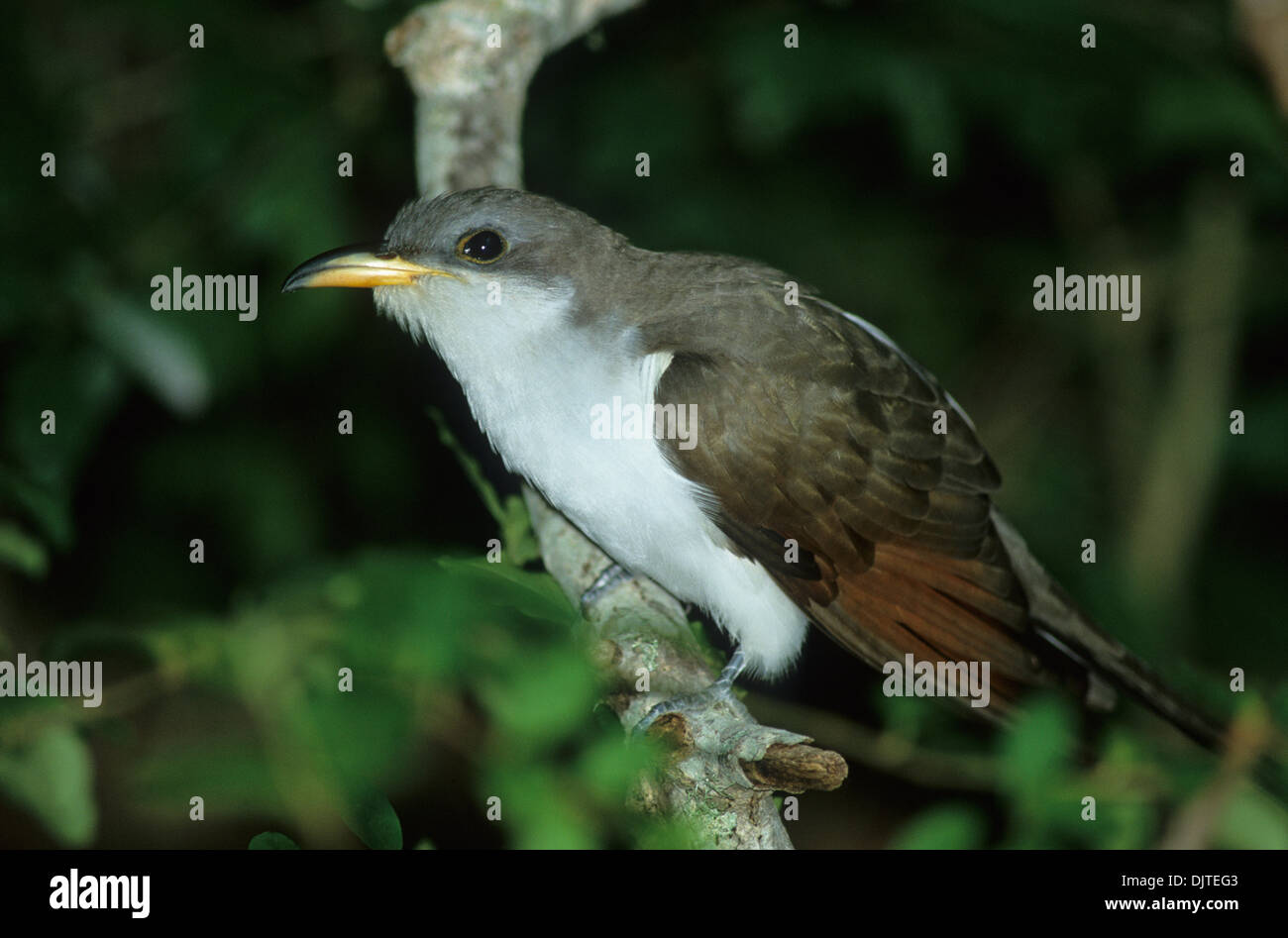 YELLOW-BILLED CUCKOO (Coccyzus americanus) Louis Smith Woods Sanctuary ...