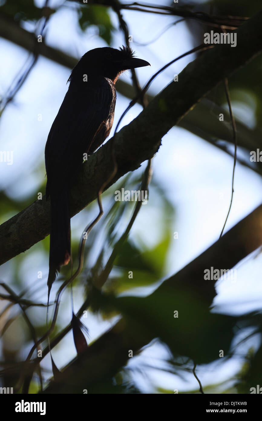 Greater Racket-tailed Drongo (Dicrurus paradiseus) perched on branch ...