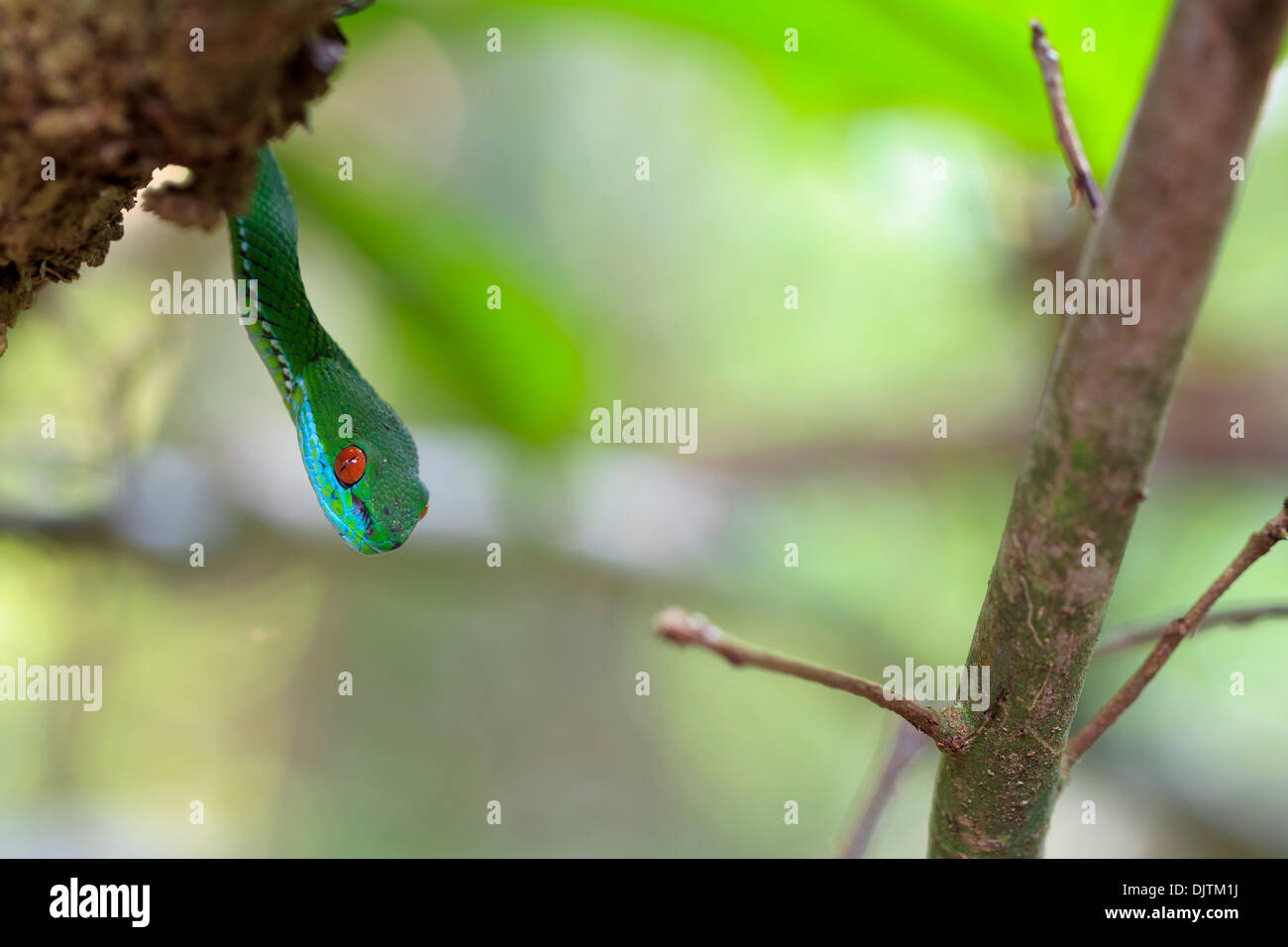 Ruby-eyed Green Pitviper (Cryptelytrops rubeus). Cat Tien National Park ...