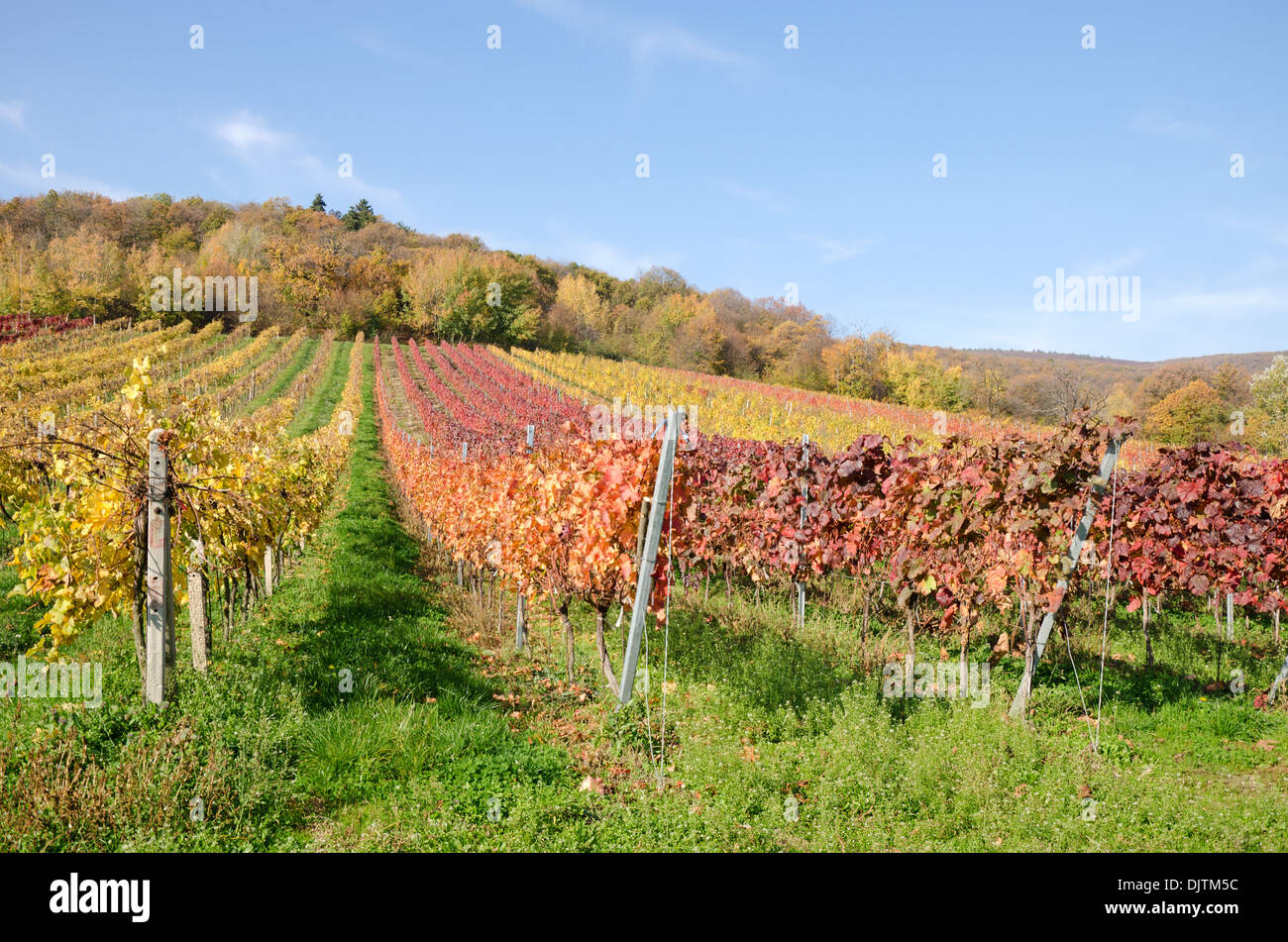 The autumn vineyard Stock Photo - Alamy