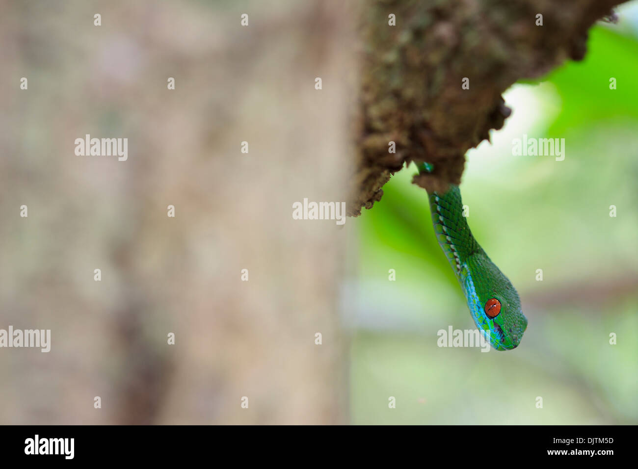 Ruby-eyed Green Pitviper (Cryptelytrops rubeus). Cat Tien National Park ...