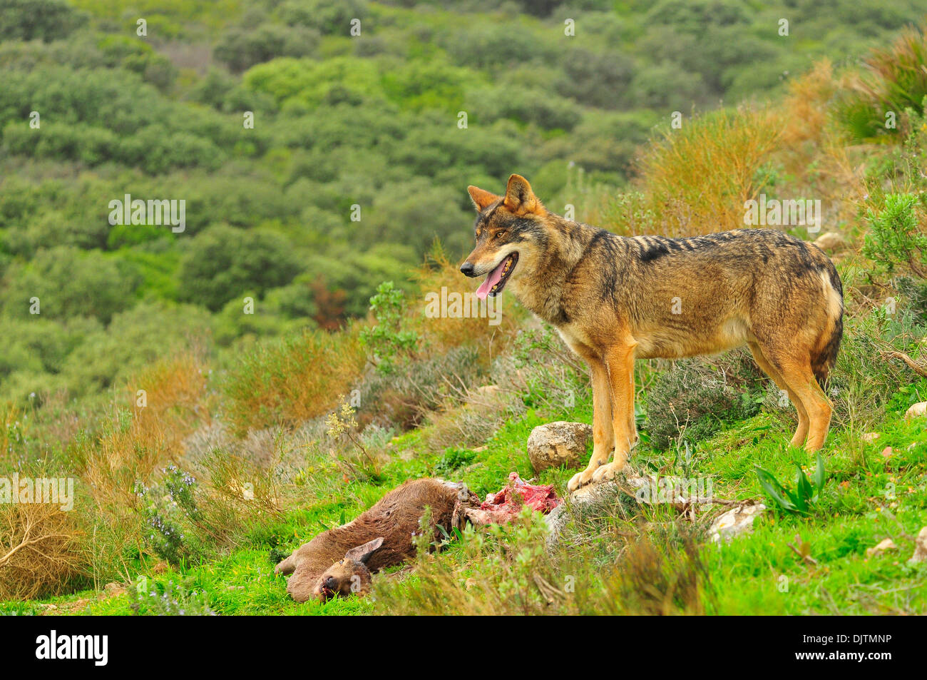 Bosque lobo hi-res stock photography and images - Alamy